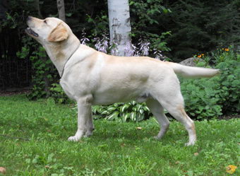 Matisse, chien labrador chocolat blond et noir, eleveur chiot labrador ...